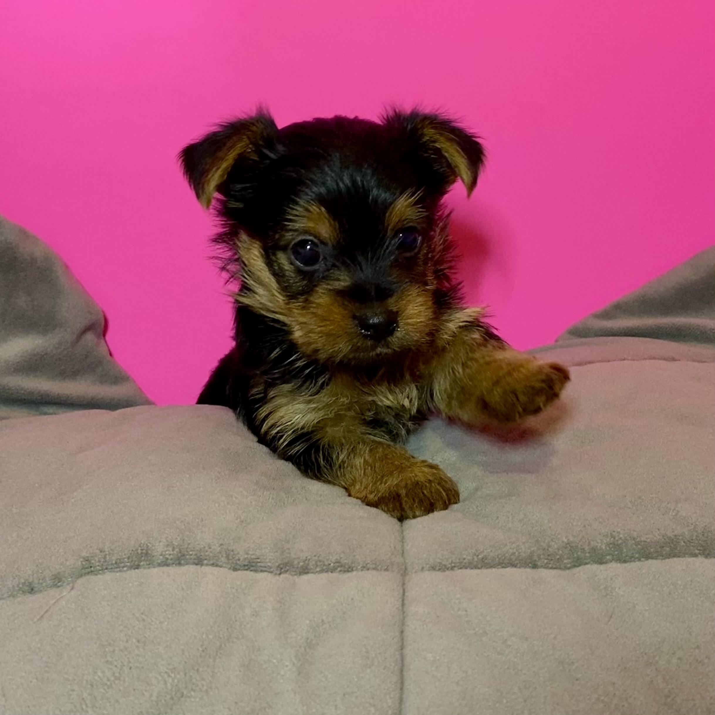 Thomas Terriers in Indiana | Yorkshire Terrier puppies | Good Dog