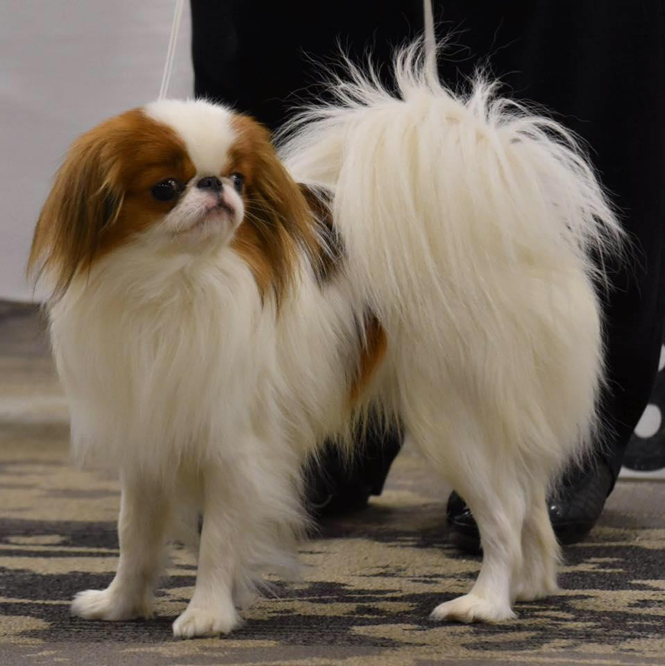 Margaret Miller's Japanese Chins in Michigan | Japanese Chin puppies ...