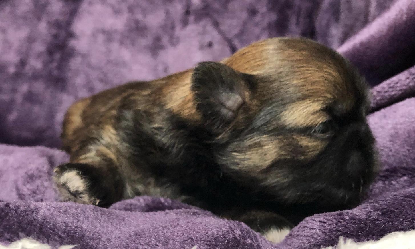 Shhhh Shih Tzu in California | Shih Tzu puppies | Good Dog