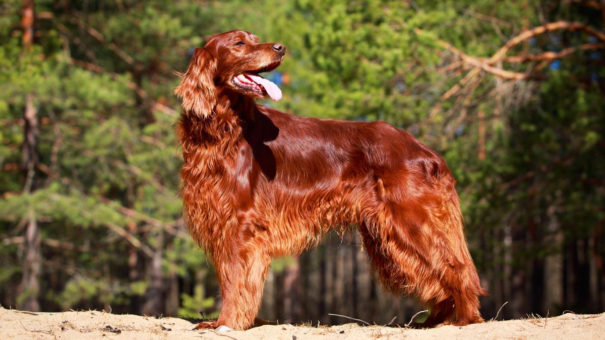25 cute AKC Registered Irish Setter puppies for sale | Good Dog