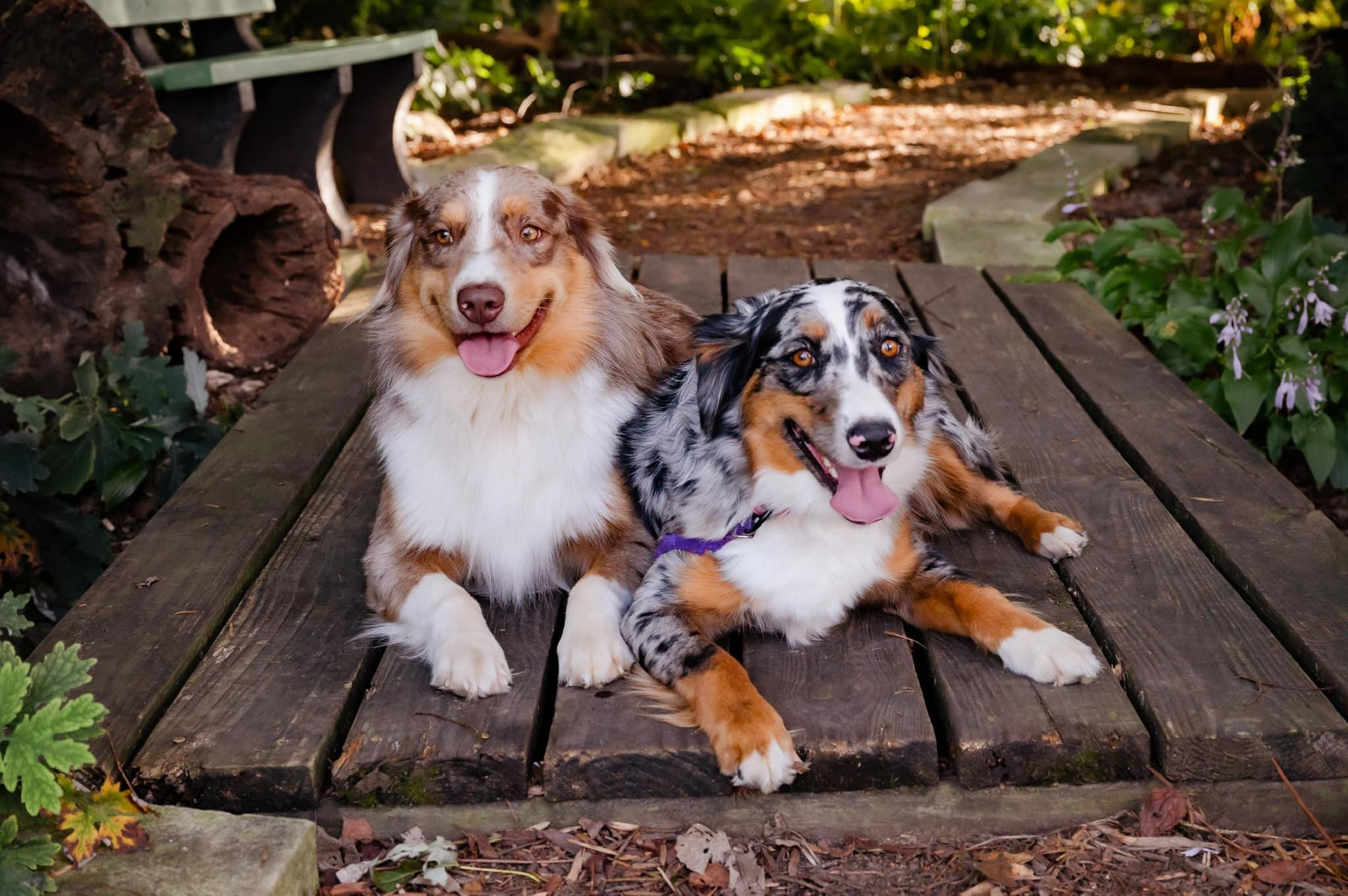 Moonlightaussies in Indiana | Australian Shepherd puppies | Good Dog