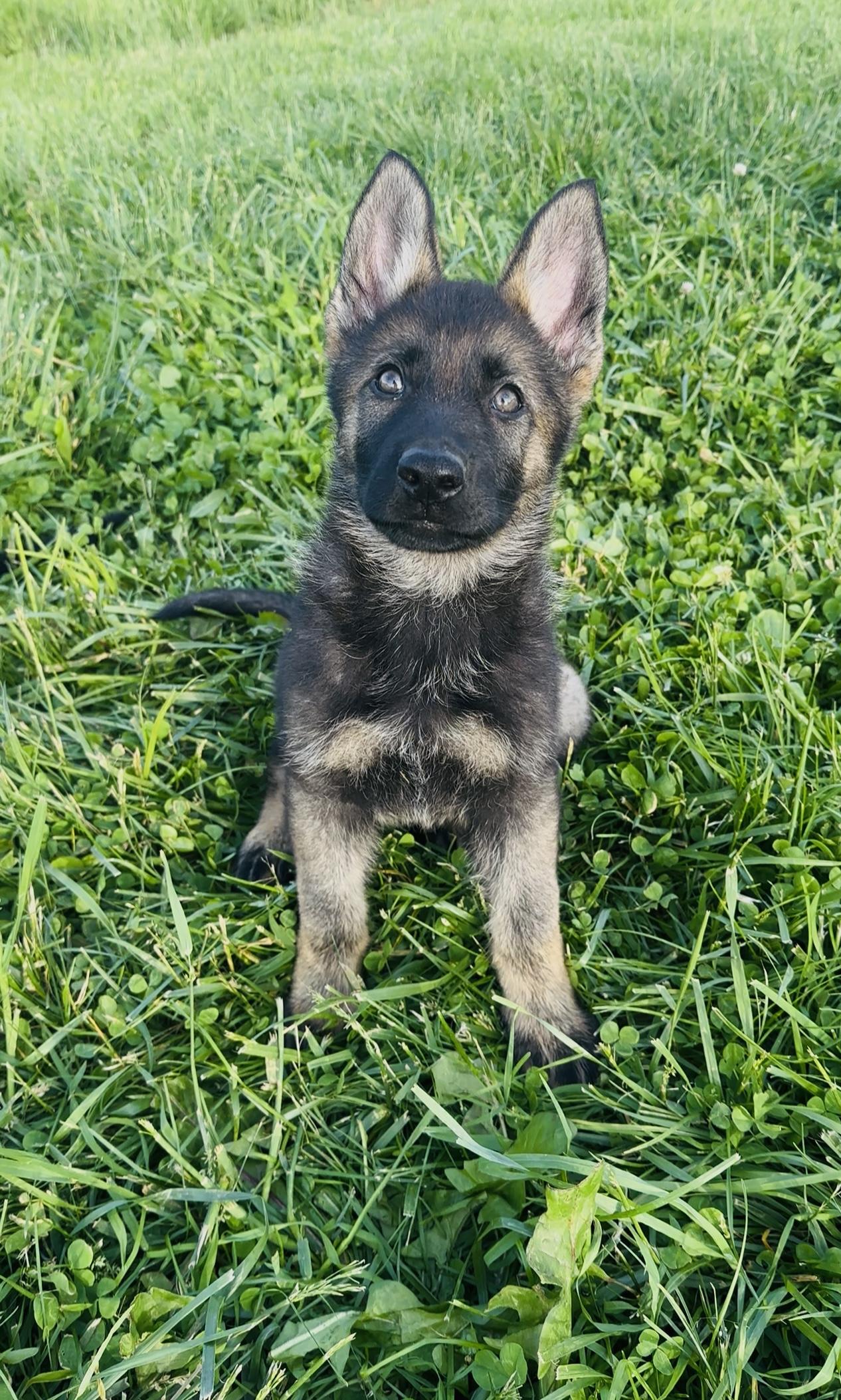 Von Charry German Shepherd’s in Kentucky | German Shepherd puppies ...