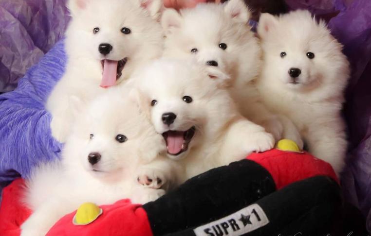 Anana American Eskimos in Illinois | American Eskimo Dog puppies | Good Dog