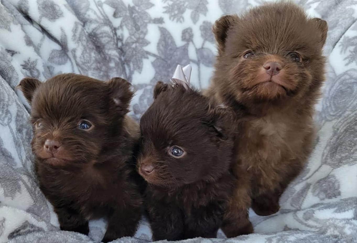 FluffLaPuff in California | Pomeranian puppies | Good Dog