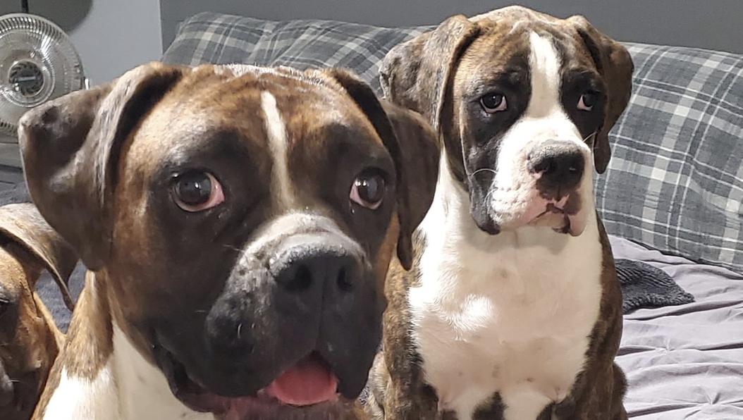 Dobbins Boxers in Washington | Boxer puppies | Good Dog