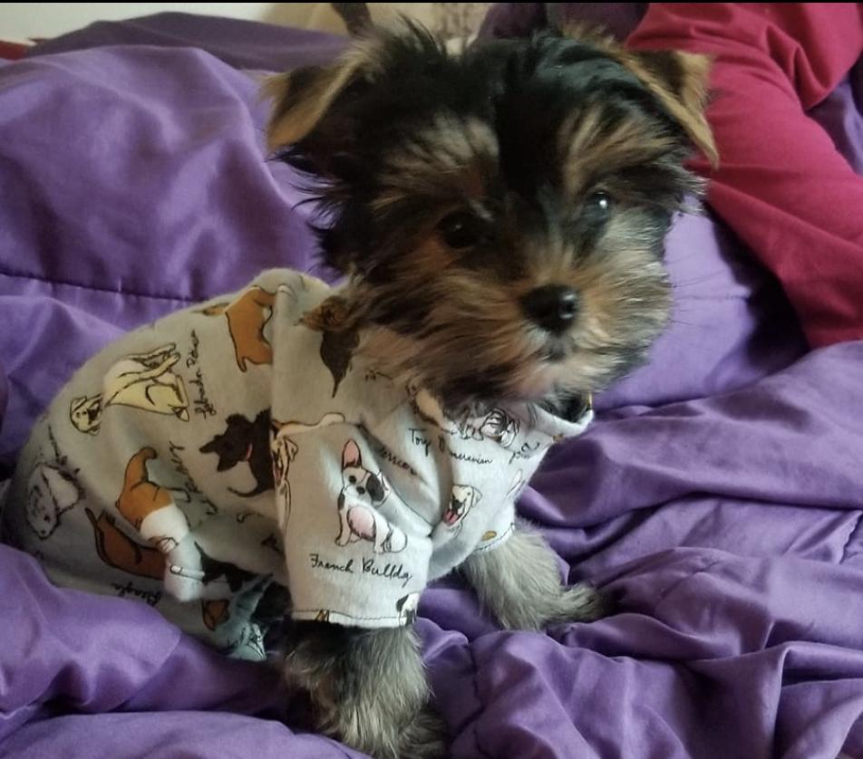 Ty-Shea Designs Yorkies and More LLC in Virginia | Yorkshire Terrier ...