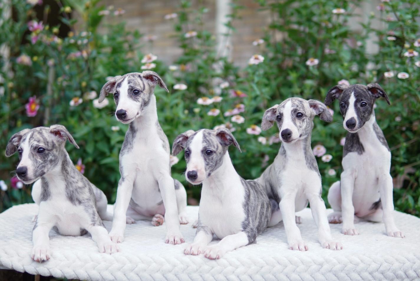 Sinaj in Georgia | Whippet puppies | Good Dog