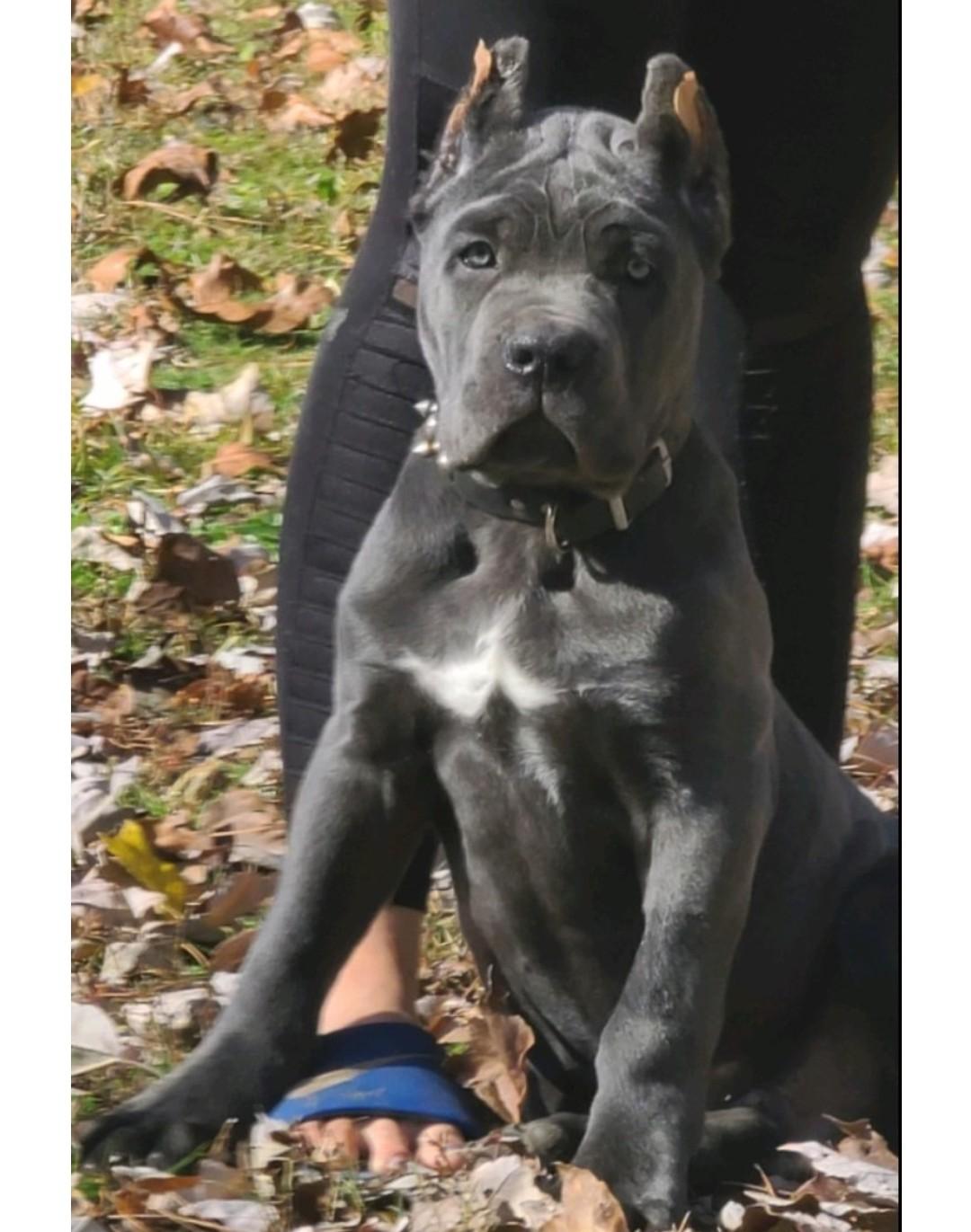 Nephilim Cane Corso in Georgia | Cane Corso puppies | Good Dog