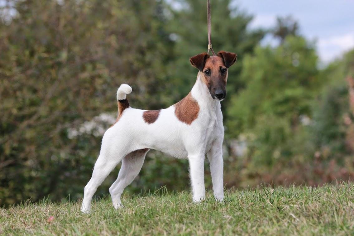 Jetstream Show Dogs in Maryland | Smooth Fox Terrier puppies | Good Dog