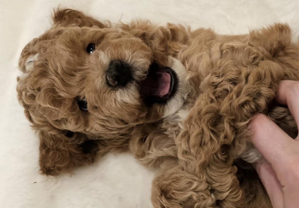 Pure Parti Poodles in Washington | Poodle puppies | Good Dog