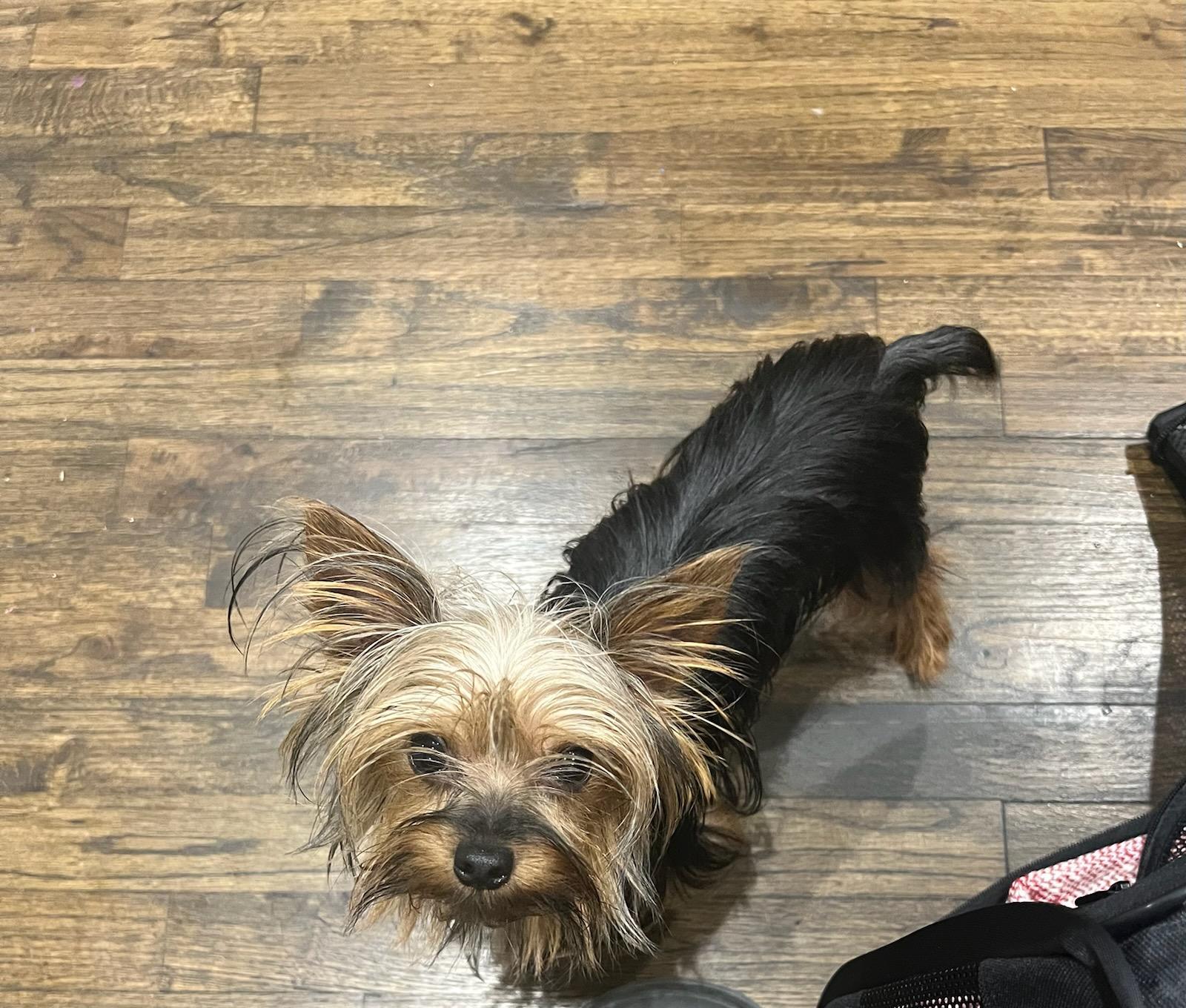 Shakerra's Yorkshire Terriers in Georgia | Yorkshire Terrier puppies ...
