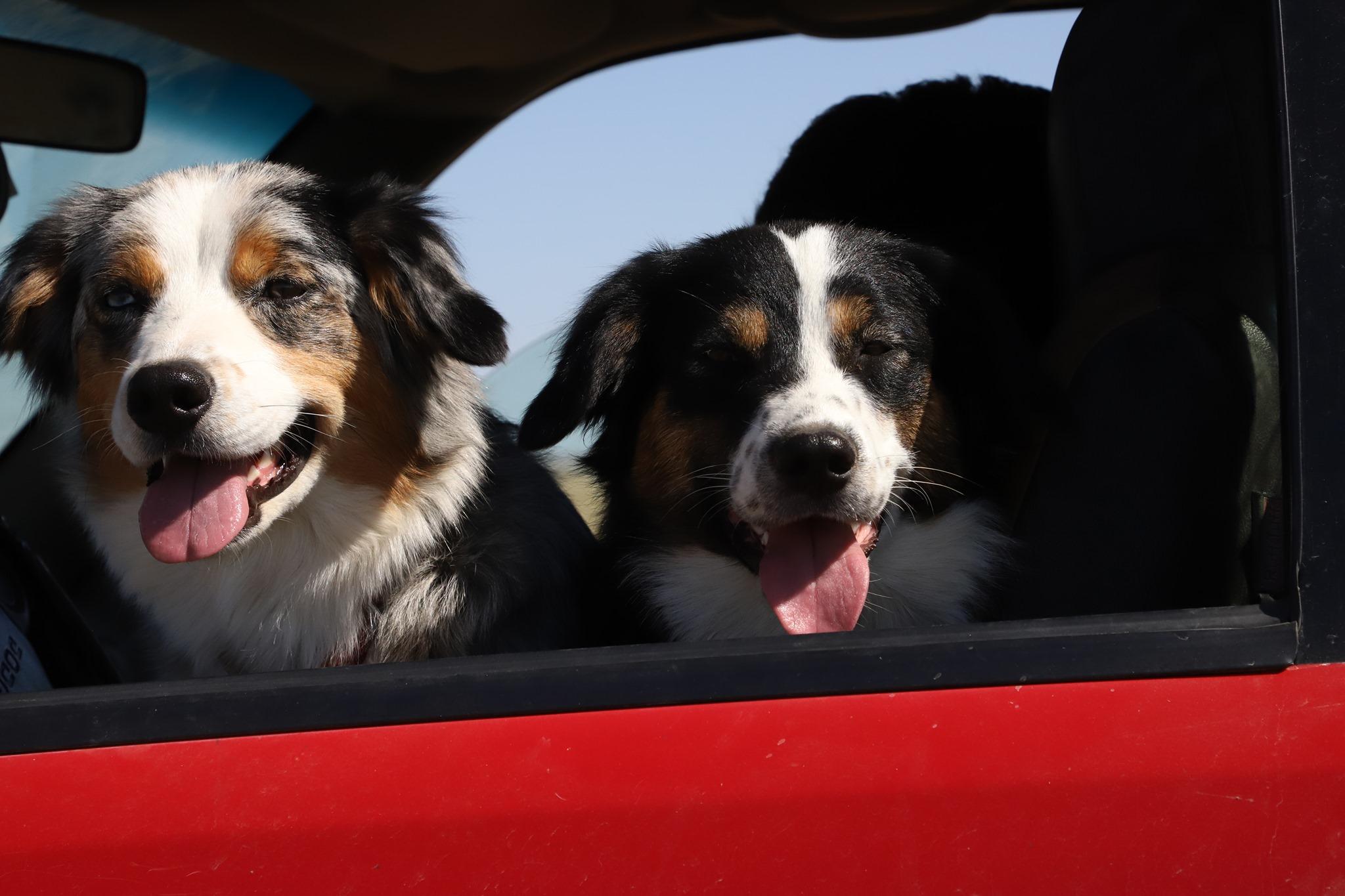 4 Aces Aussies in Colorado | Australian Shepherd puppies | Good Dog