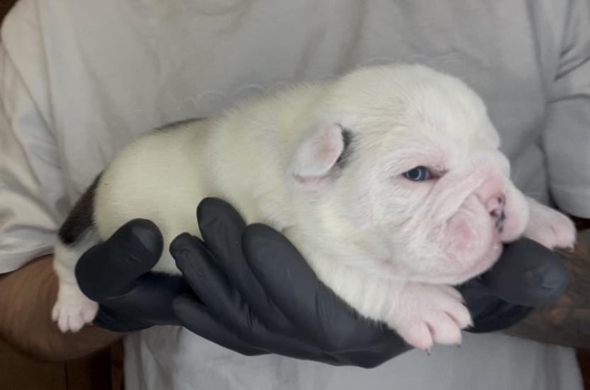 Freeway Bulls in Arkansas | Bulldog puppies | Good Dog
