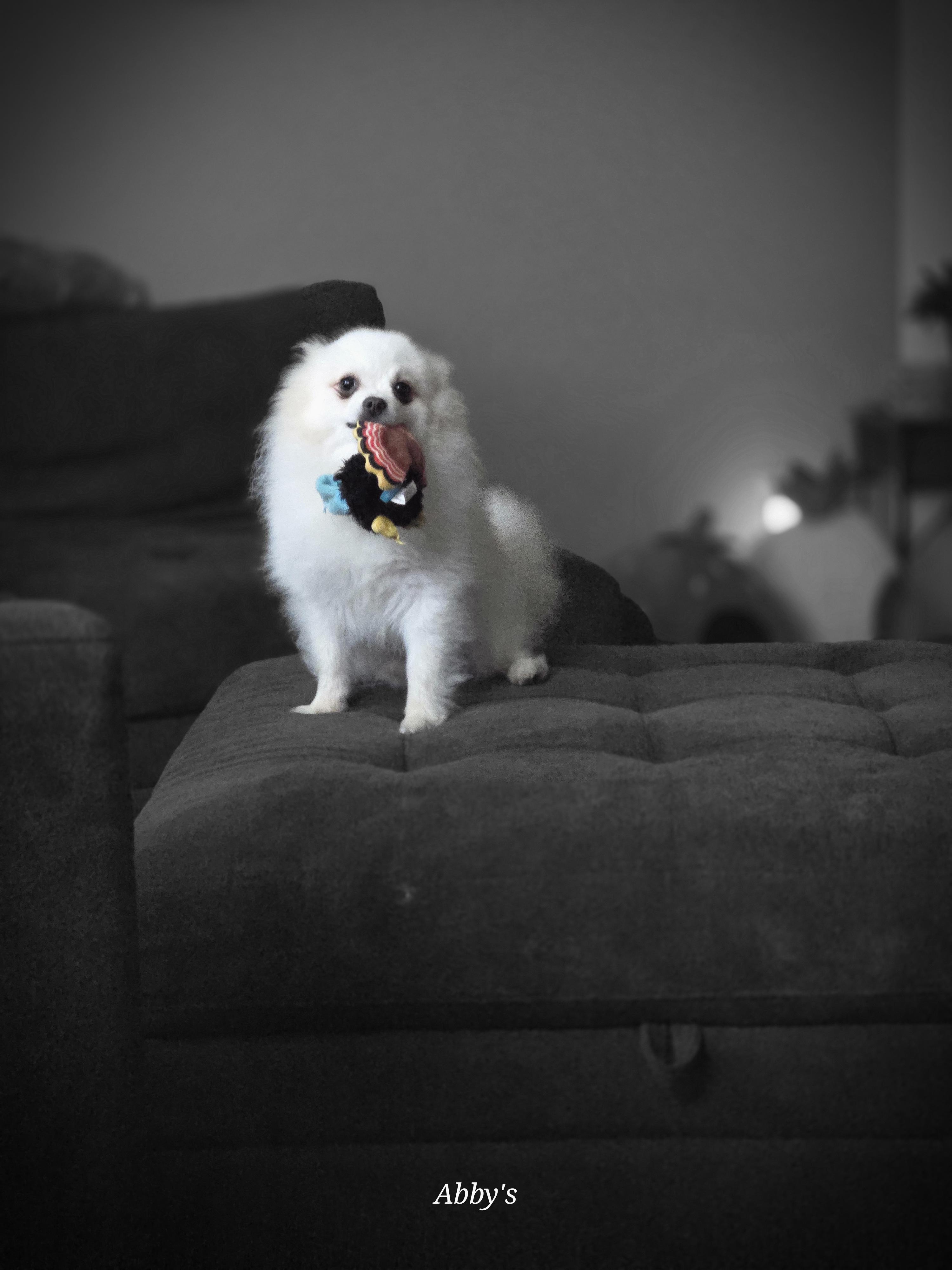 Abby's Pampered Pooches in Indiana | Chihuahua, Pomeranian or Companion ...