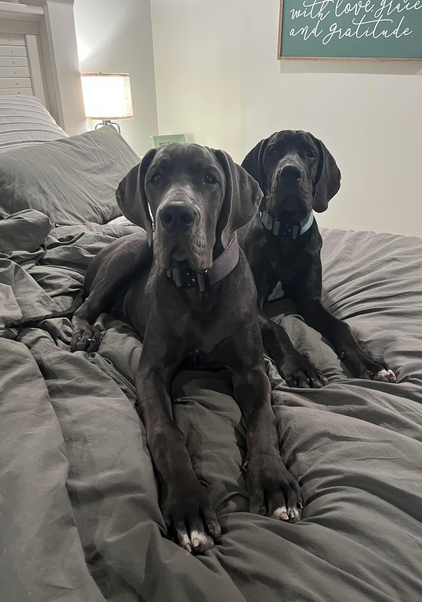 Halsey Danes in Louisiana | Great Dane puppies | Good Dog