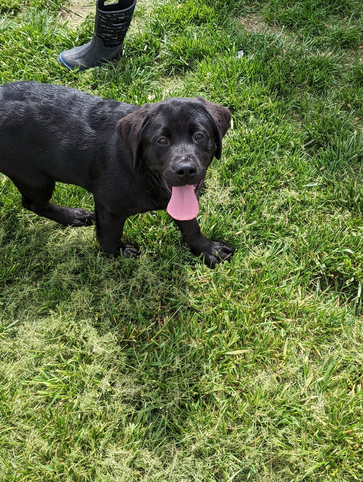Patton's Triple Pine Farm in Missouri | Labrador Retriever puppies ...