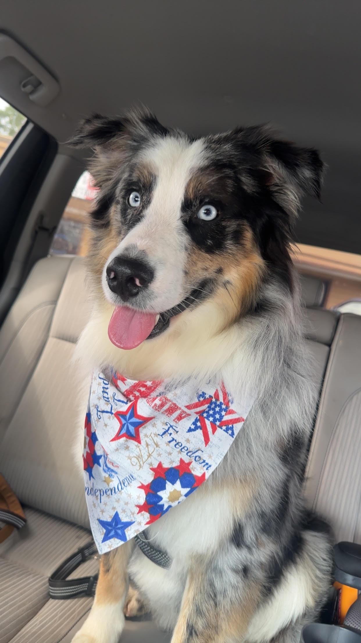 Hamilton Farms in Kentucky | Australian Shepherd puppies | Good Dog