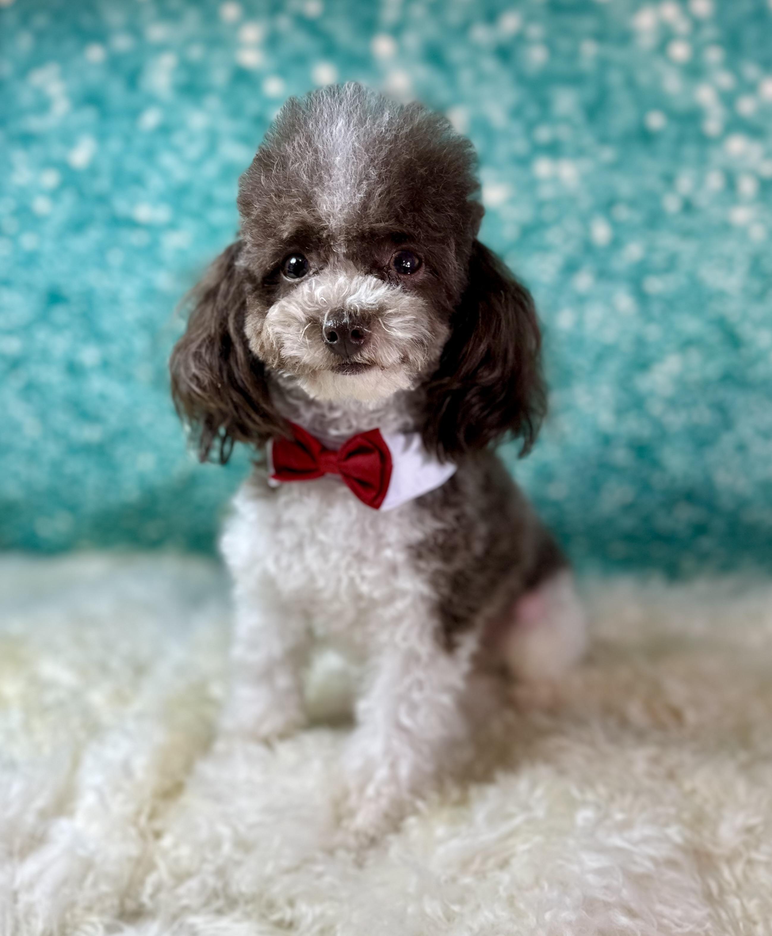 Sheri’s Lil Angel’s in Ohio | Poodle puppies | Good Dog