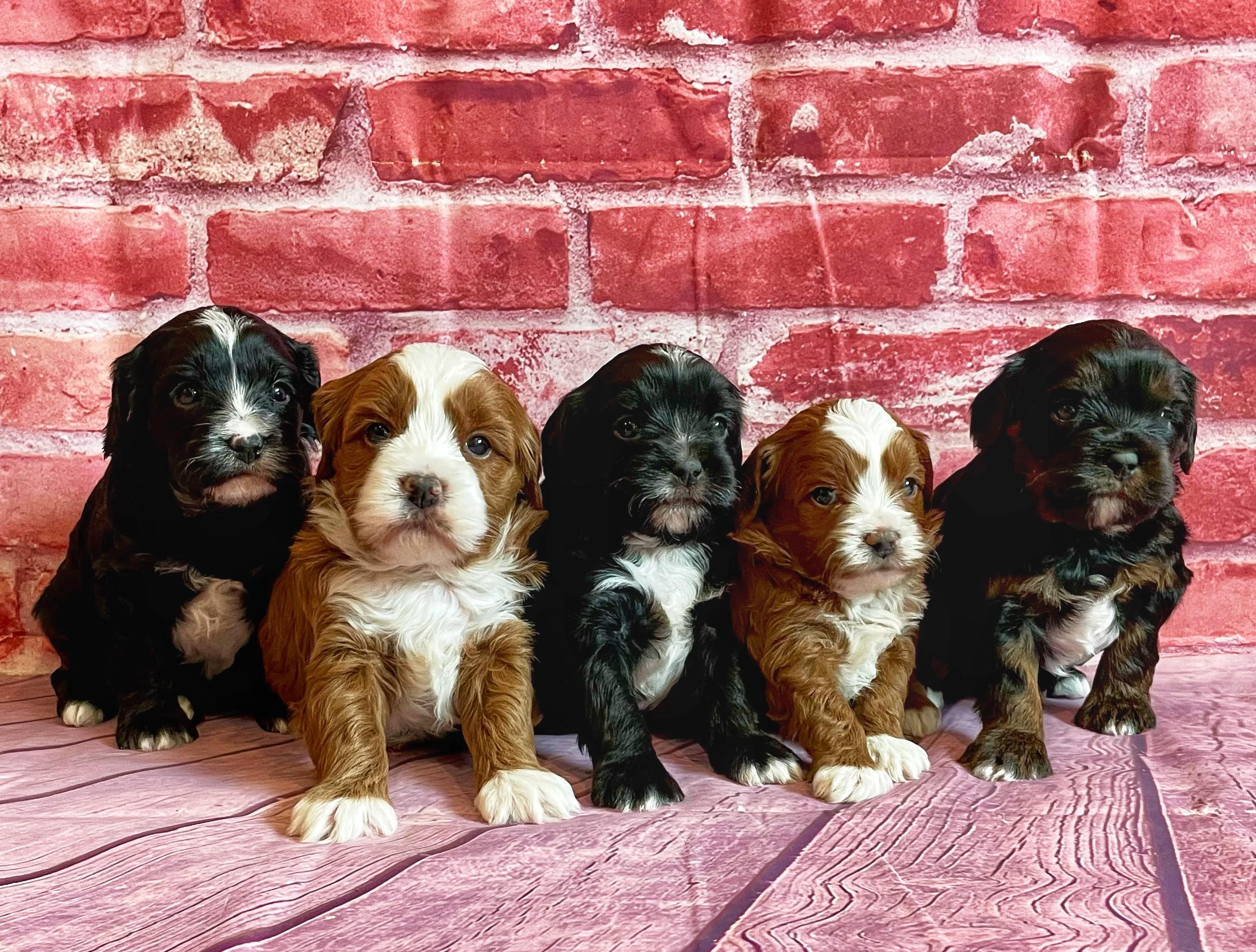 Red Brick Doodles in Utah | Bernedoodle and Goldendoodle puppies | Good Dog