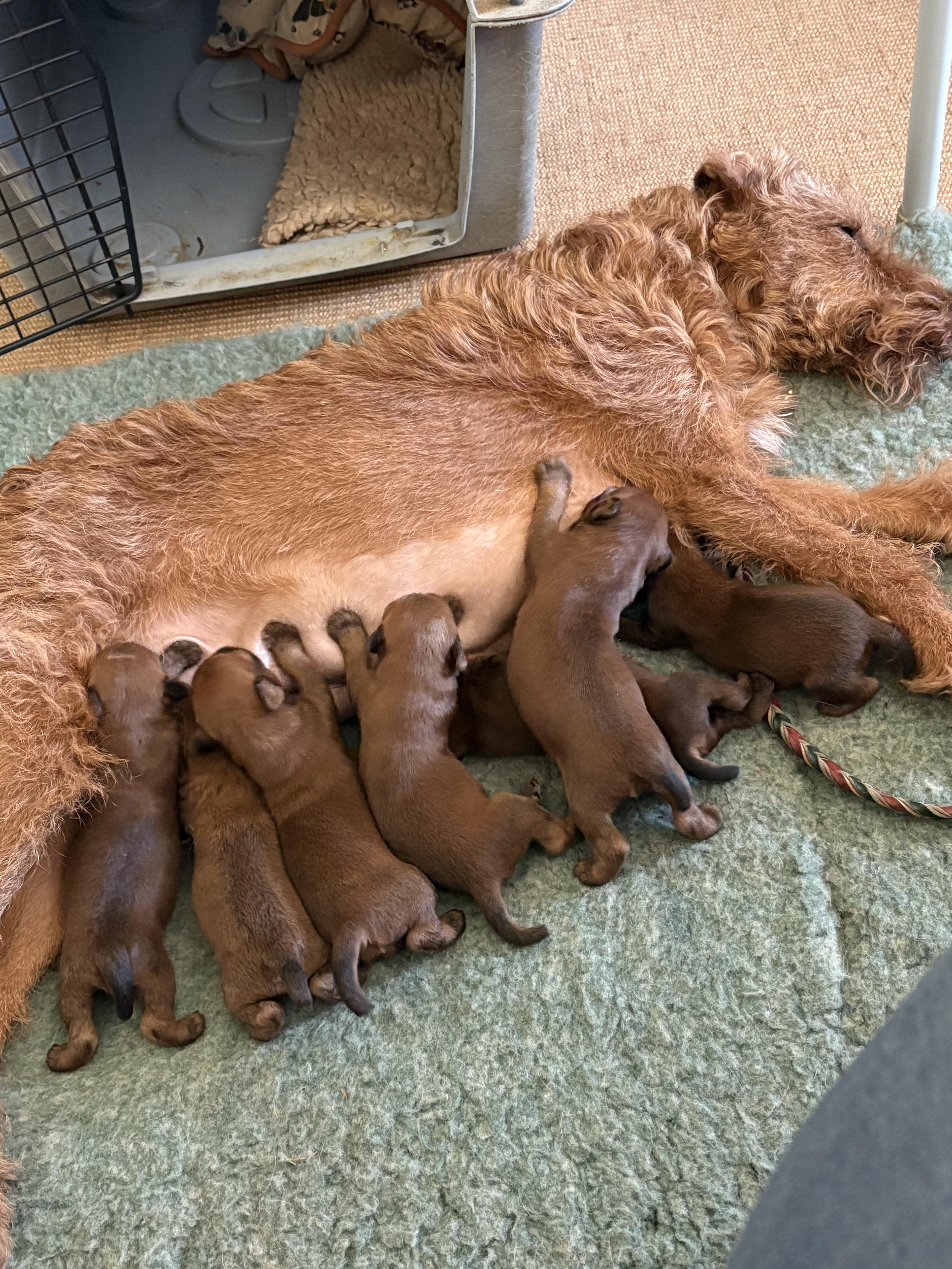 Irish Rose Kennels in Pennsylvania | Irish Terrier puppies | Good Dog