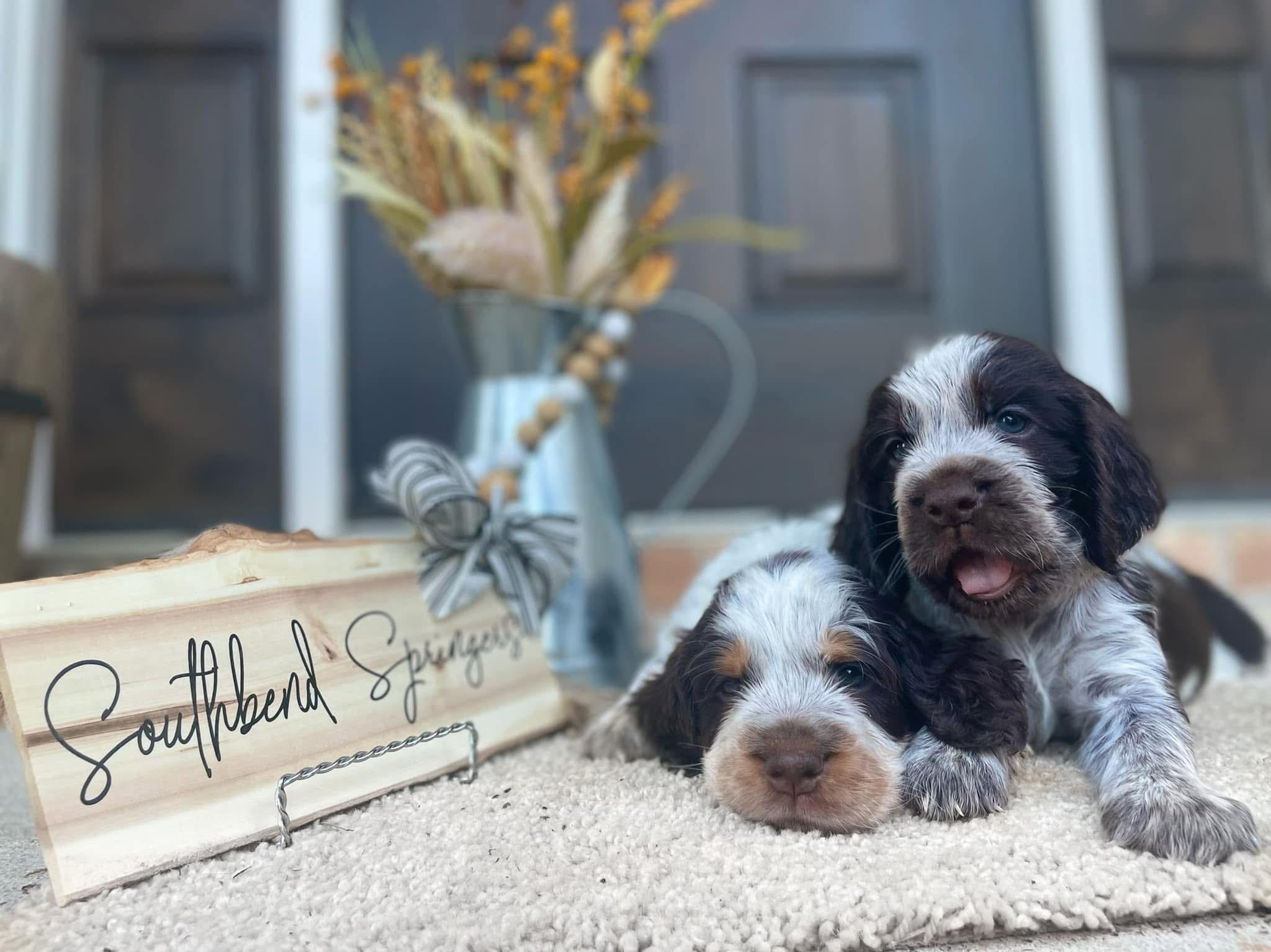 Southbend Springers in Alabama | English Springer Spaniel puppies ...