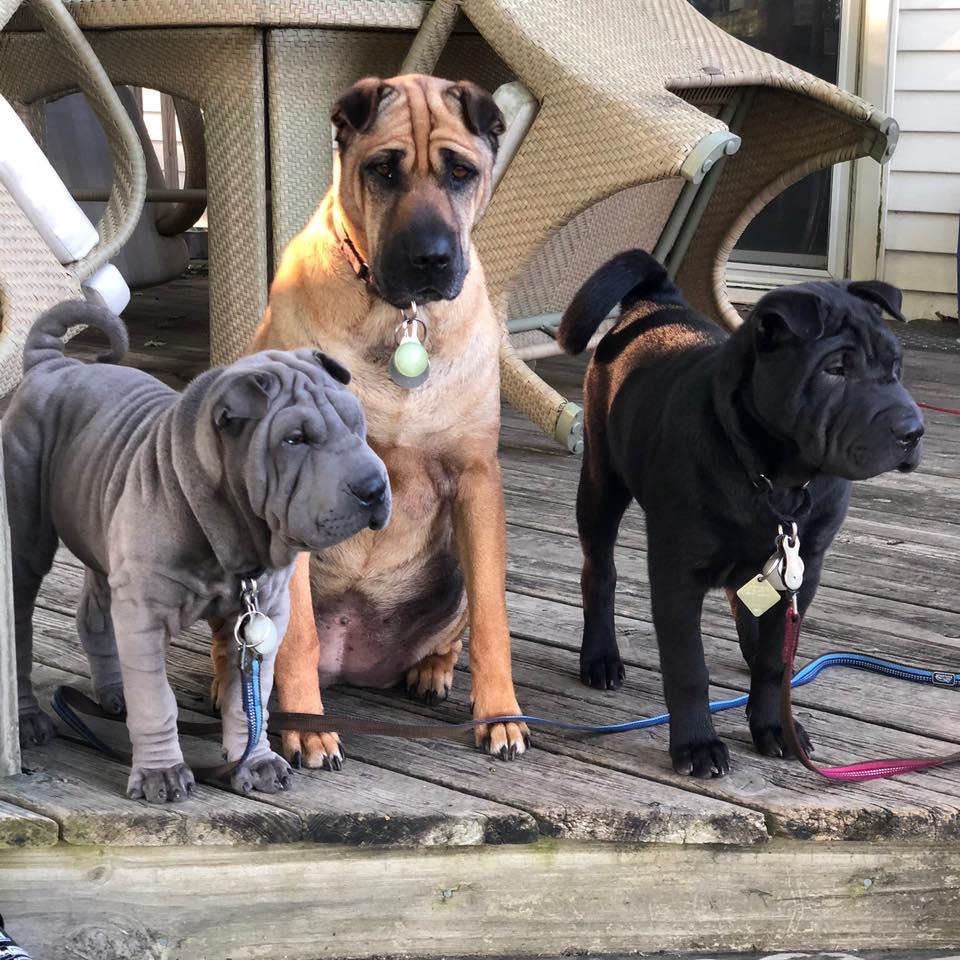 S. Suede Shar Pei in Michigan | Chinese Shar-Pei puppies | Good Dog