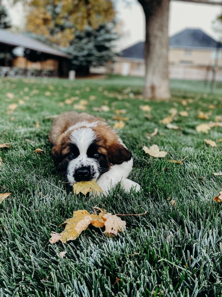 Sauer Saint Bernards in Idaho | Saint Bernard puppies | Good Dog