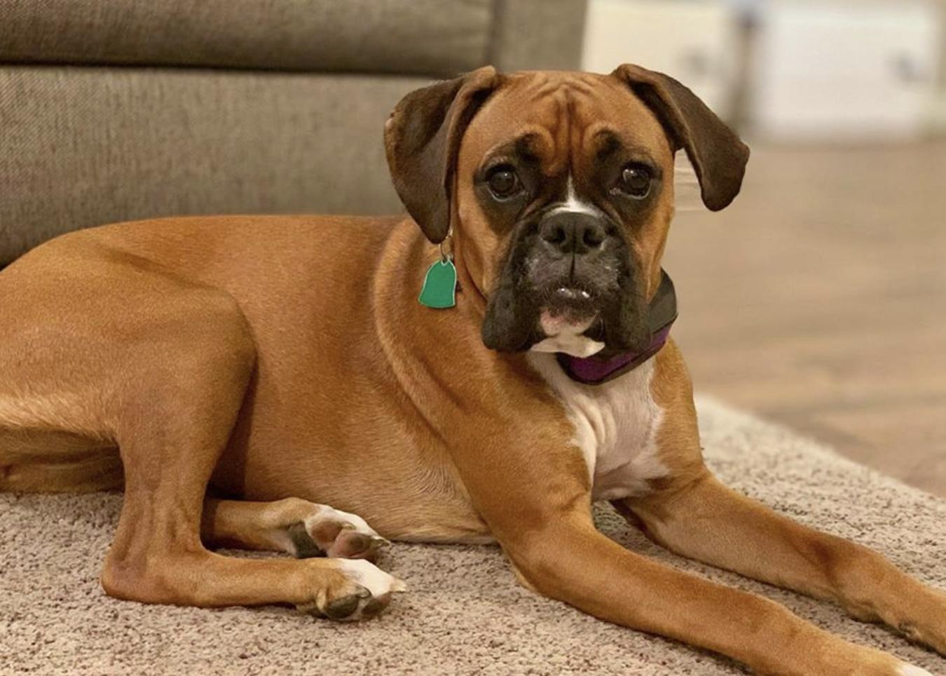 Willowbranch Canine Companions in Iowa | Boxer and Pug puppies | Good Dog