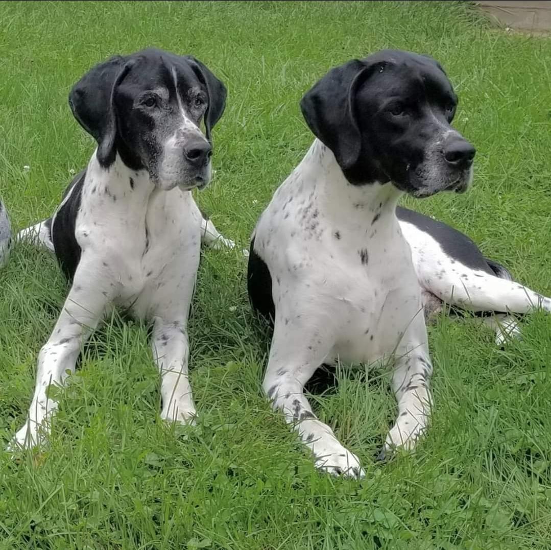 Crescendo Pointers in Michigan | Pointer puppies | Good Dog
