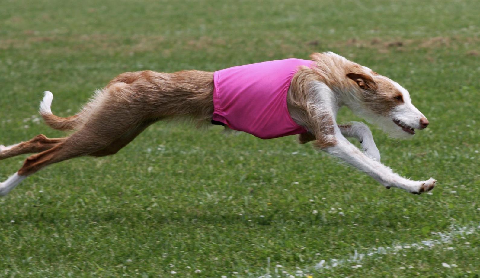 Altamira Ibizan Hounds in Connecticut | Ibizan Hound puppies | Good Dog