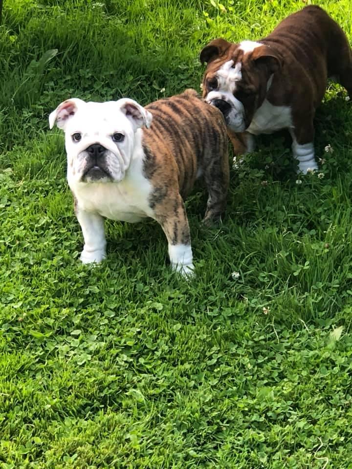DiNels Pembroke welsh corgis in New York | Bulldog, French Bulldog or ...