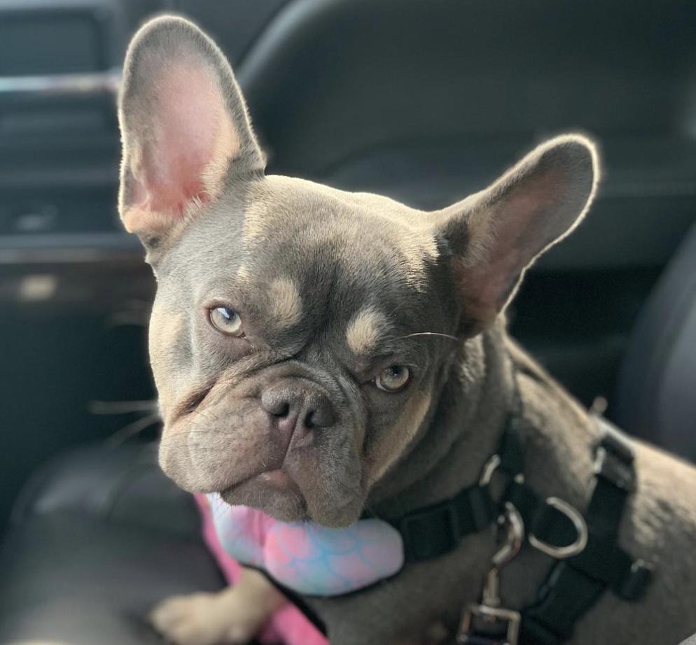 Andrea - Dallas Frenchie Connect in Texas | French Bulldog puppies ...