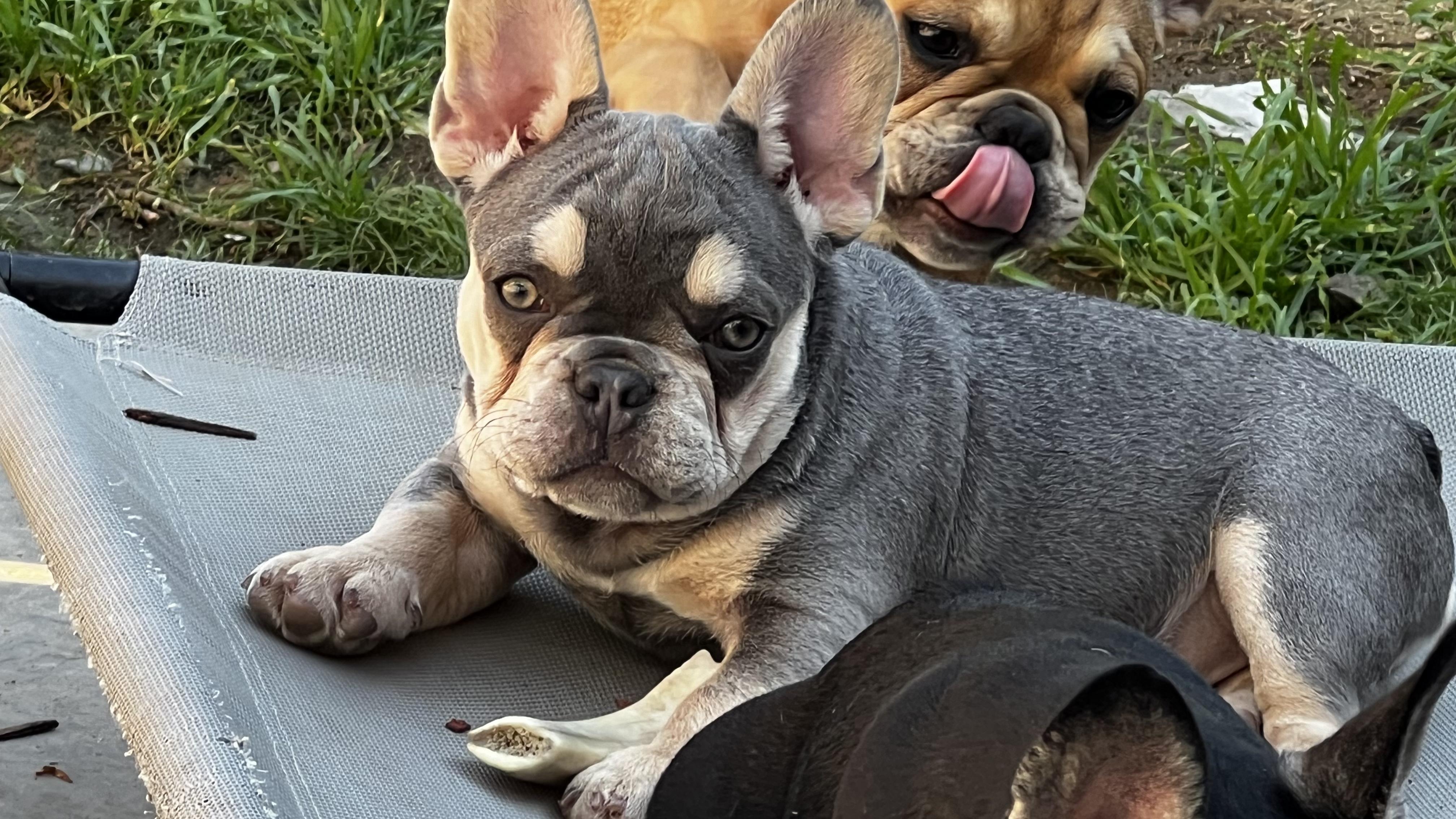 True Genetic Frenchies in California | French Bulldog puppies | Good Dog