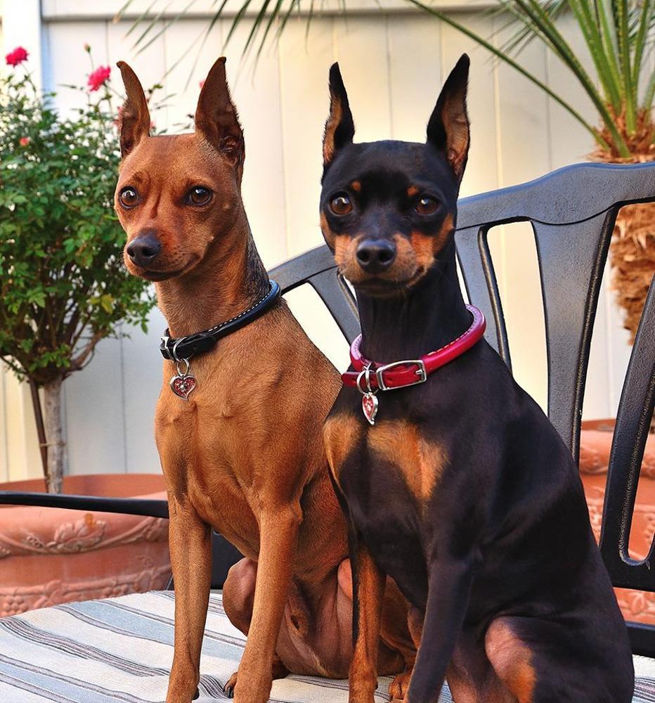What Does A Miniature Pinscher Look Like