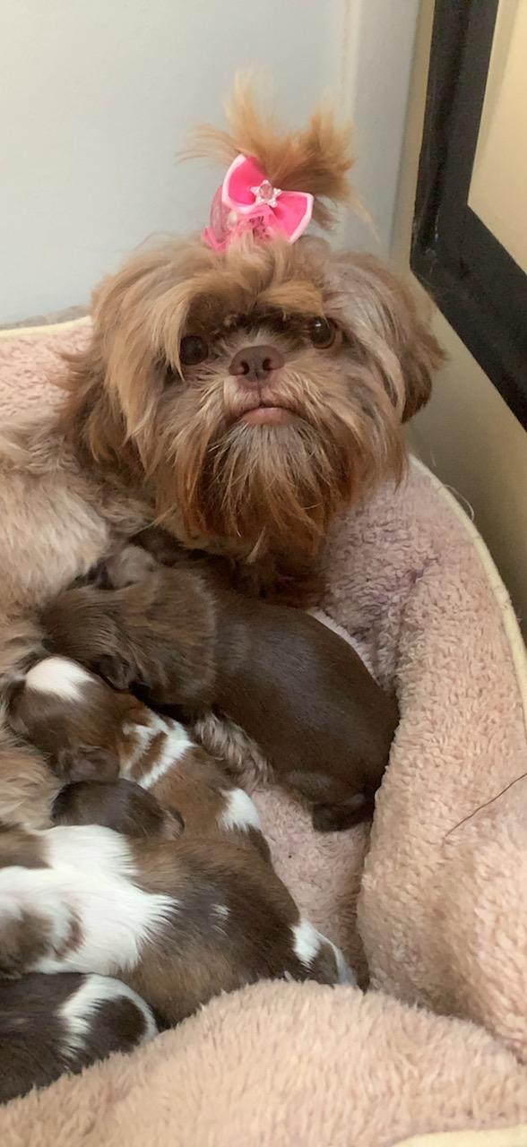 Sharleen's Paw-fect Shih Tzus in Florida | Shih Tzu puppies | Good Dog
