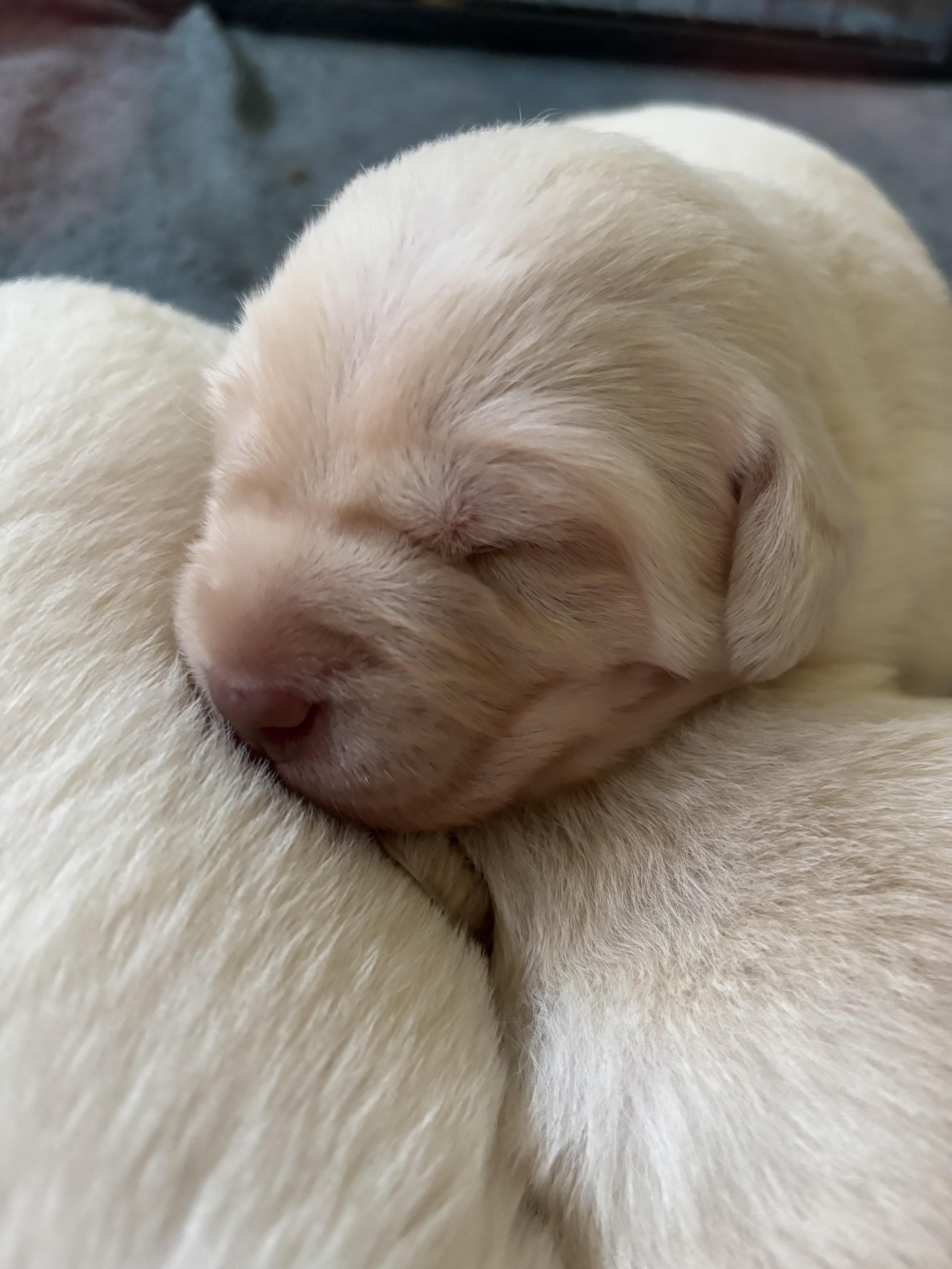 Gathering Branch Labradors in Texas | Labrador Retriever puppies | Good Dog