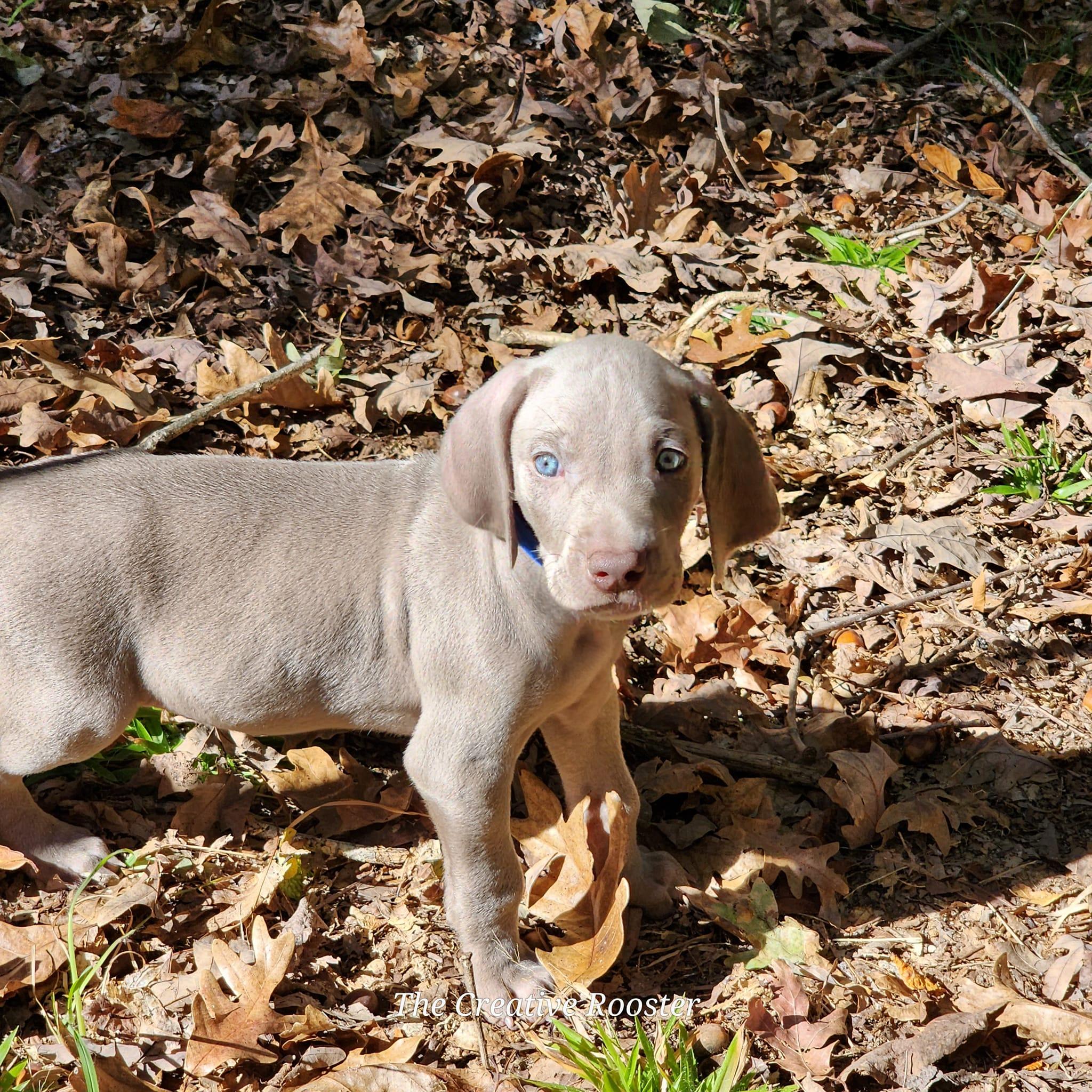 Upstate Weims in South Carolina | Weimaraner puppies | Good Dog