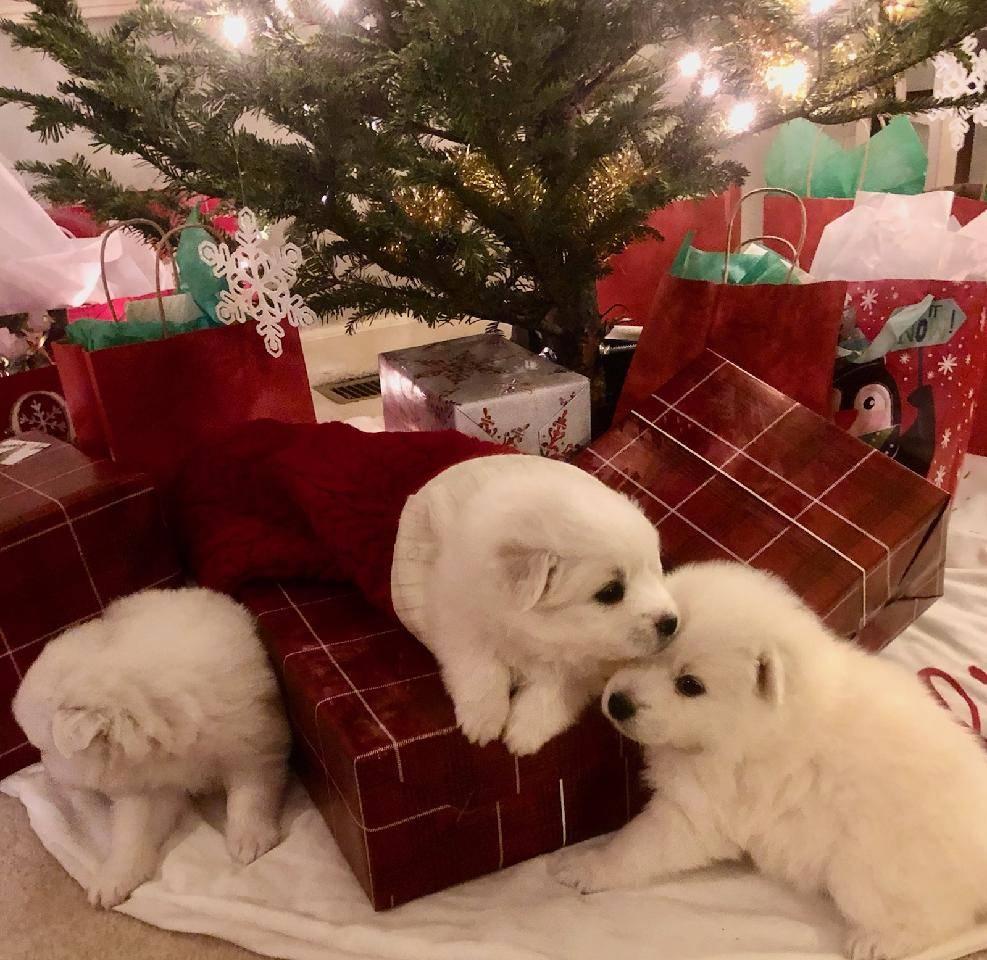 Snowy River Eskies in Michigan | American Eskimo Dog puppies | Good Dog