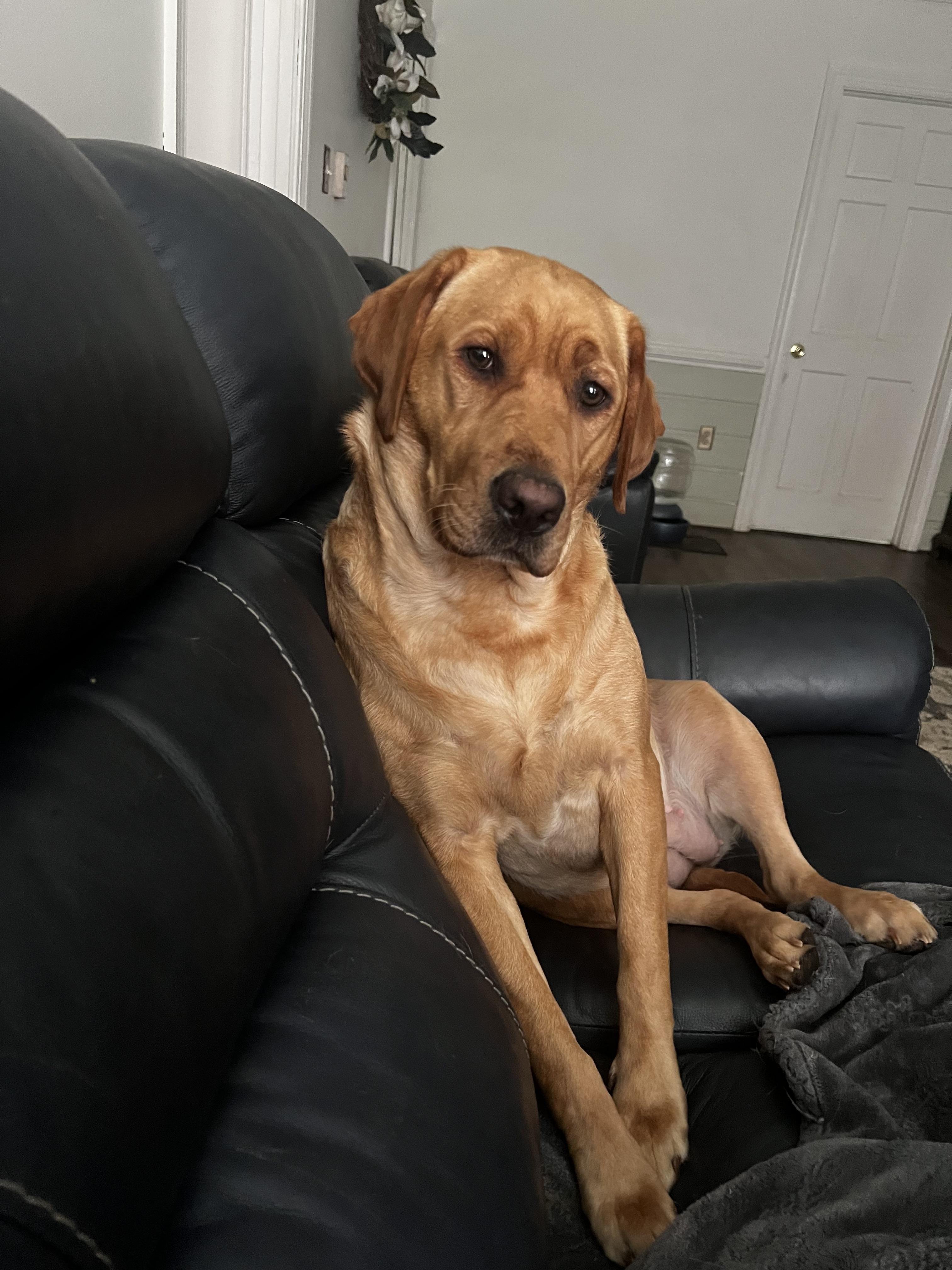 Lake Crystal Farms Labradors in Virginia | Labrador Retriever puppies ...