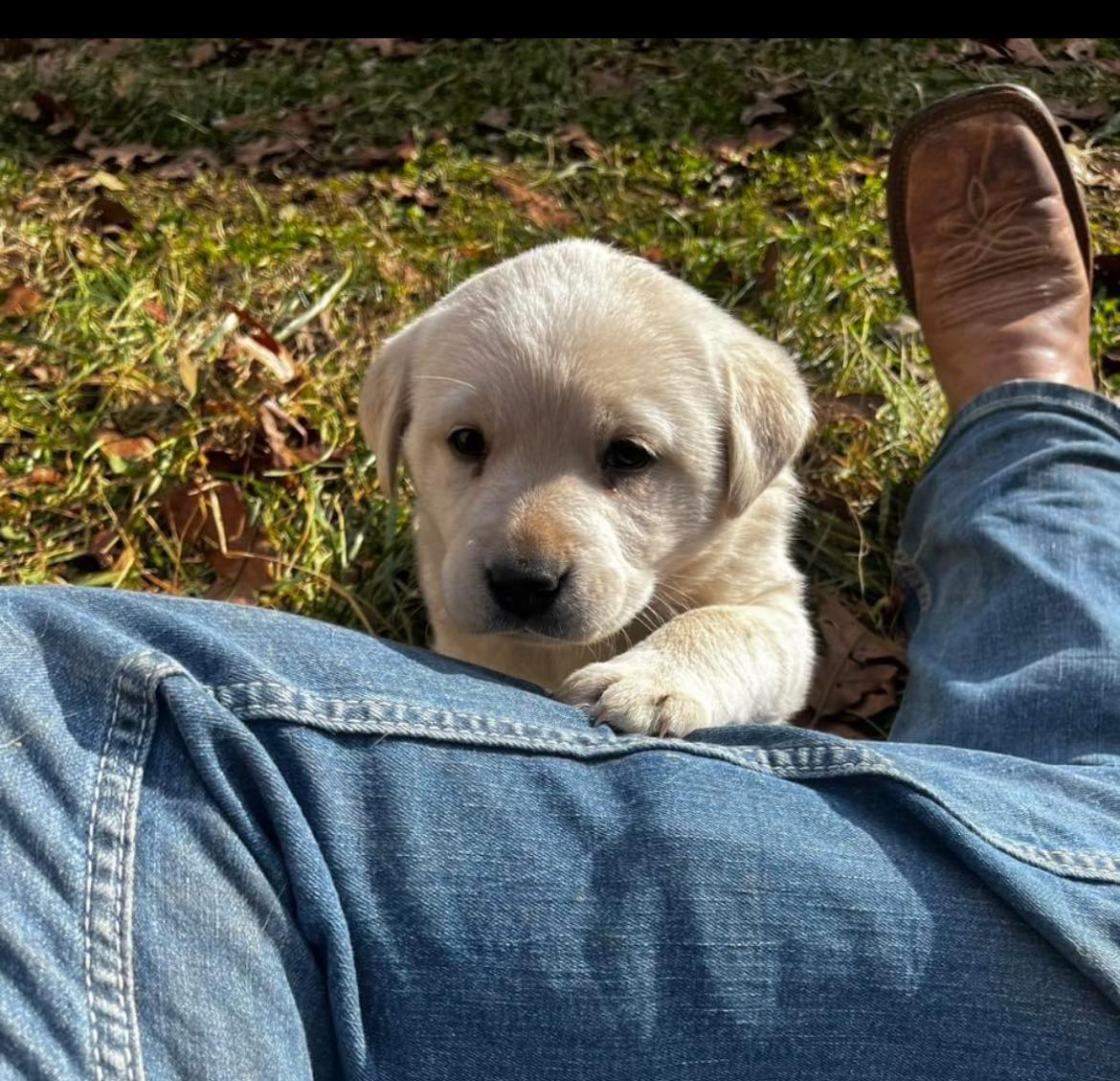 B and B Riverbottom Kennel in Missouri | Labrador Retriever and Dilute ...