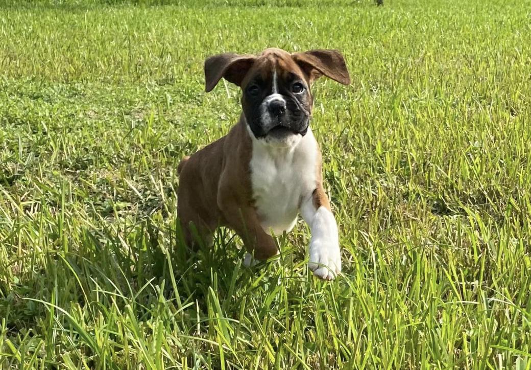 BNF Boxers in Florida | Boxer puppies | Good Dog
