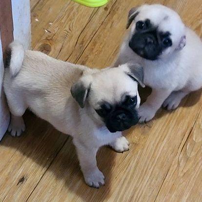 Anselmi's Pugs in Mississippi | Pug puppies | Good Dog