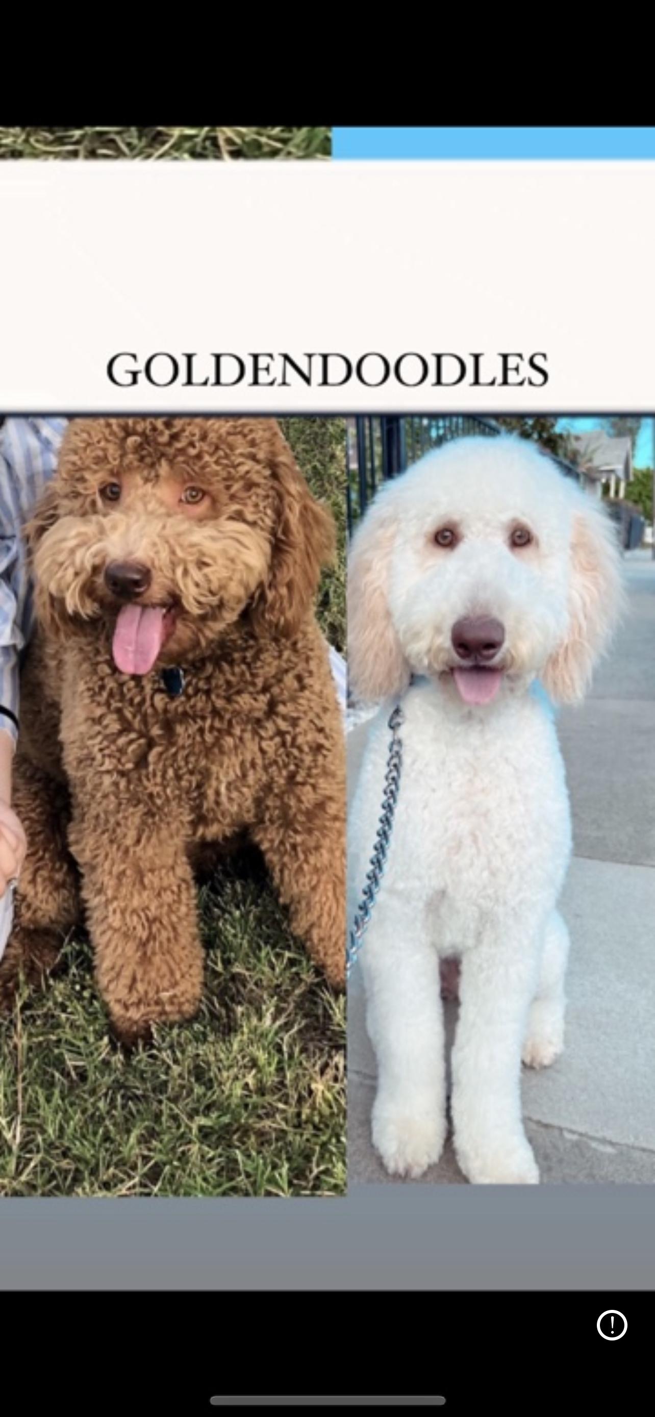 S_and_B_doodles in California | Goldendoodle puppies | Good Dog