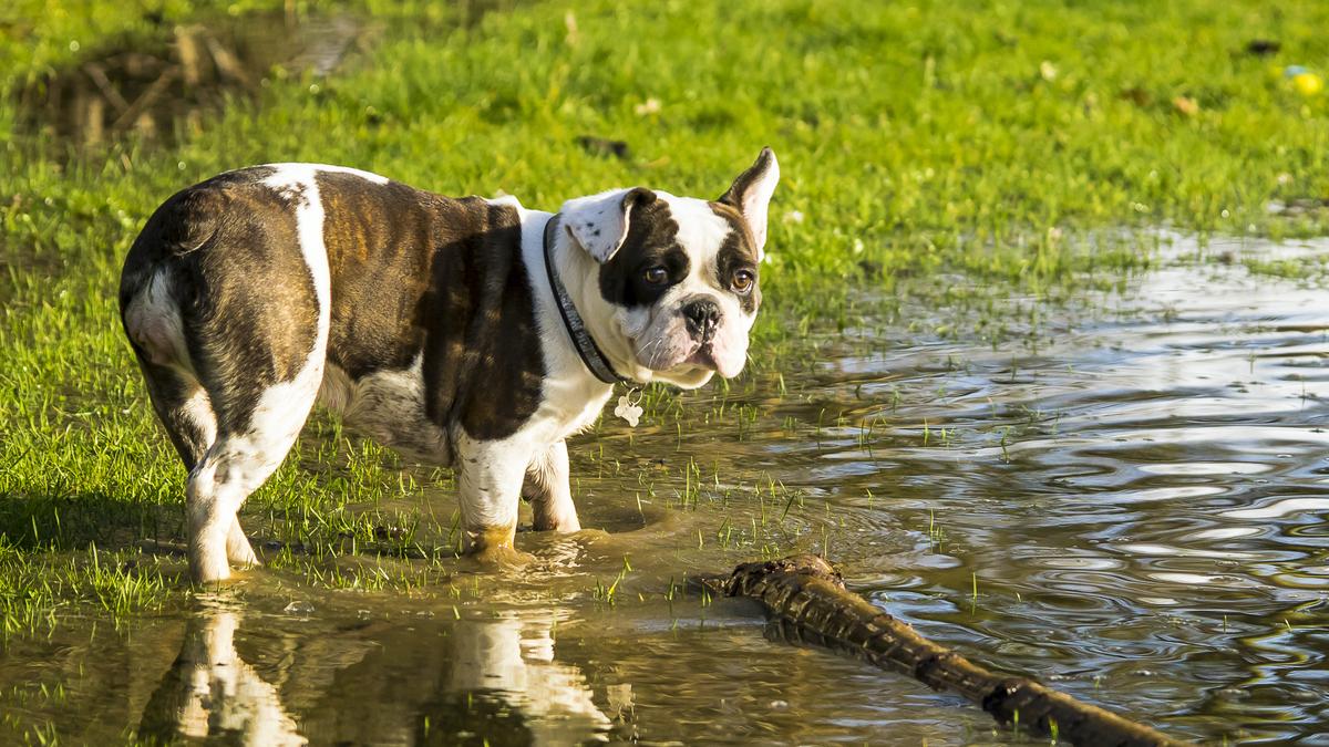 25 cute Shorty Bull puppies for sale in Rockville, Maryland | Good Dog