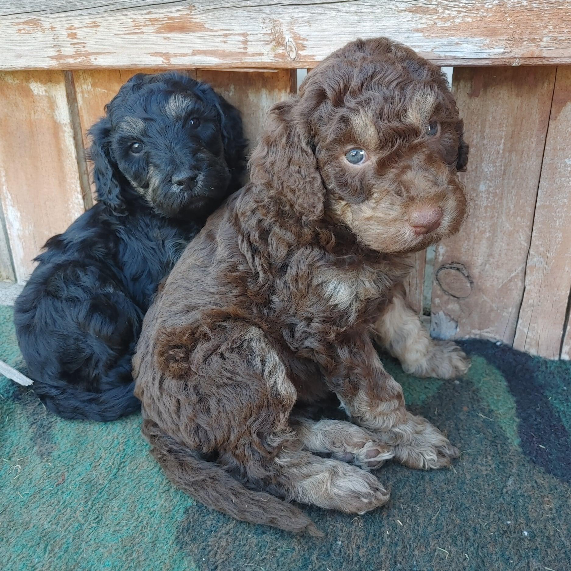 Meadow Brook Doodles in Montana | Goldendoodle puppies | Good Dog