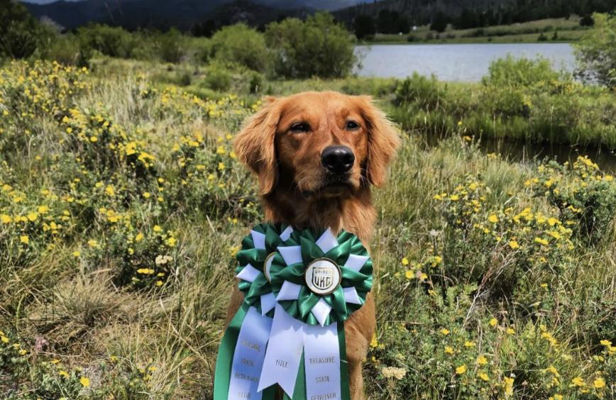 Mountain Raised Retrievers in Wyoming | Golden Retriever puppies | Good Dog