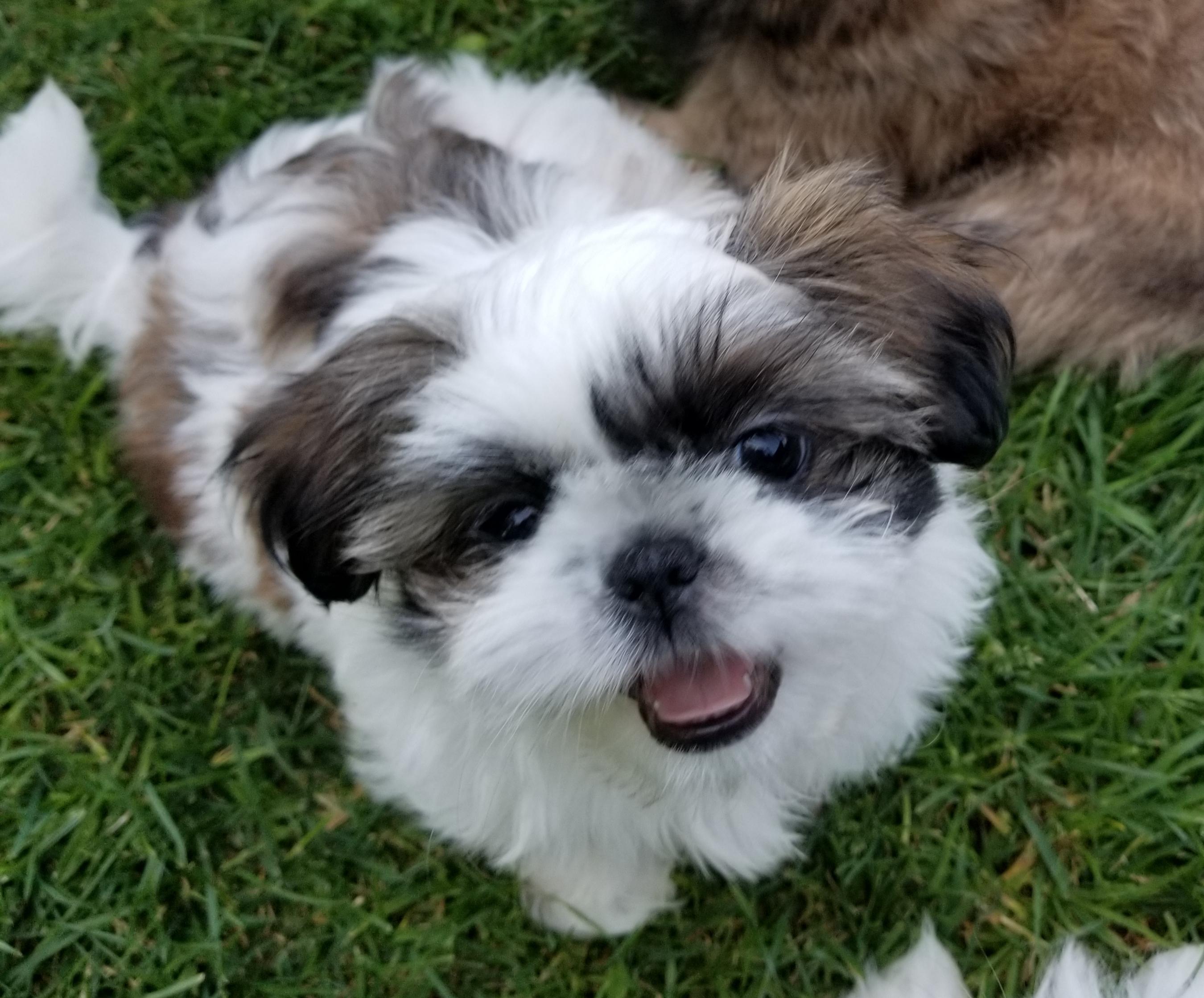 Tami Ryan in Pennsylvania | Shih Tzu puppies | Good Dog