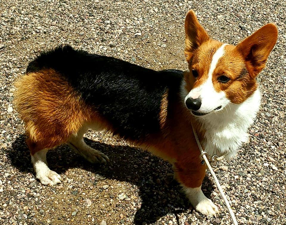 JD's Corgi Kennel in Wyoming | Pembroke Welsh Corgi puppies | Good Dog
