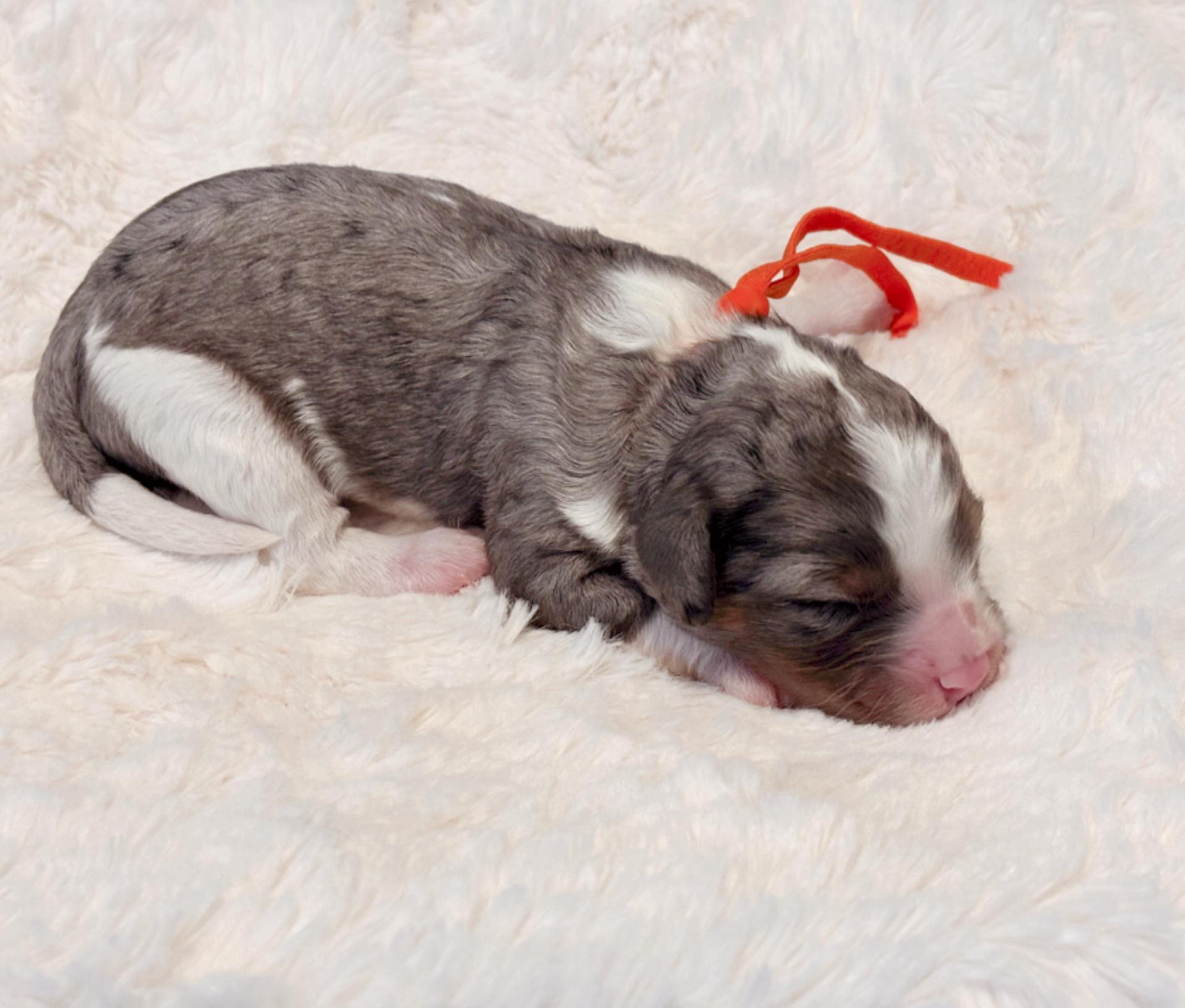 Mercy Doodles in North Carolina | Bernedoodle, Cavapoo or Goldendoodle ...