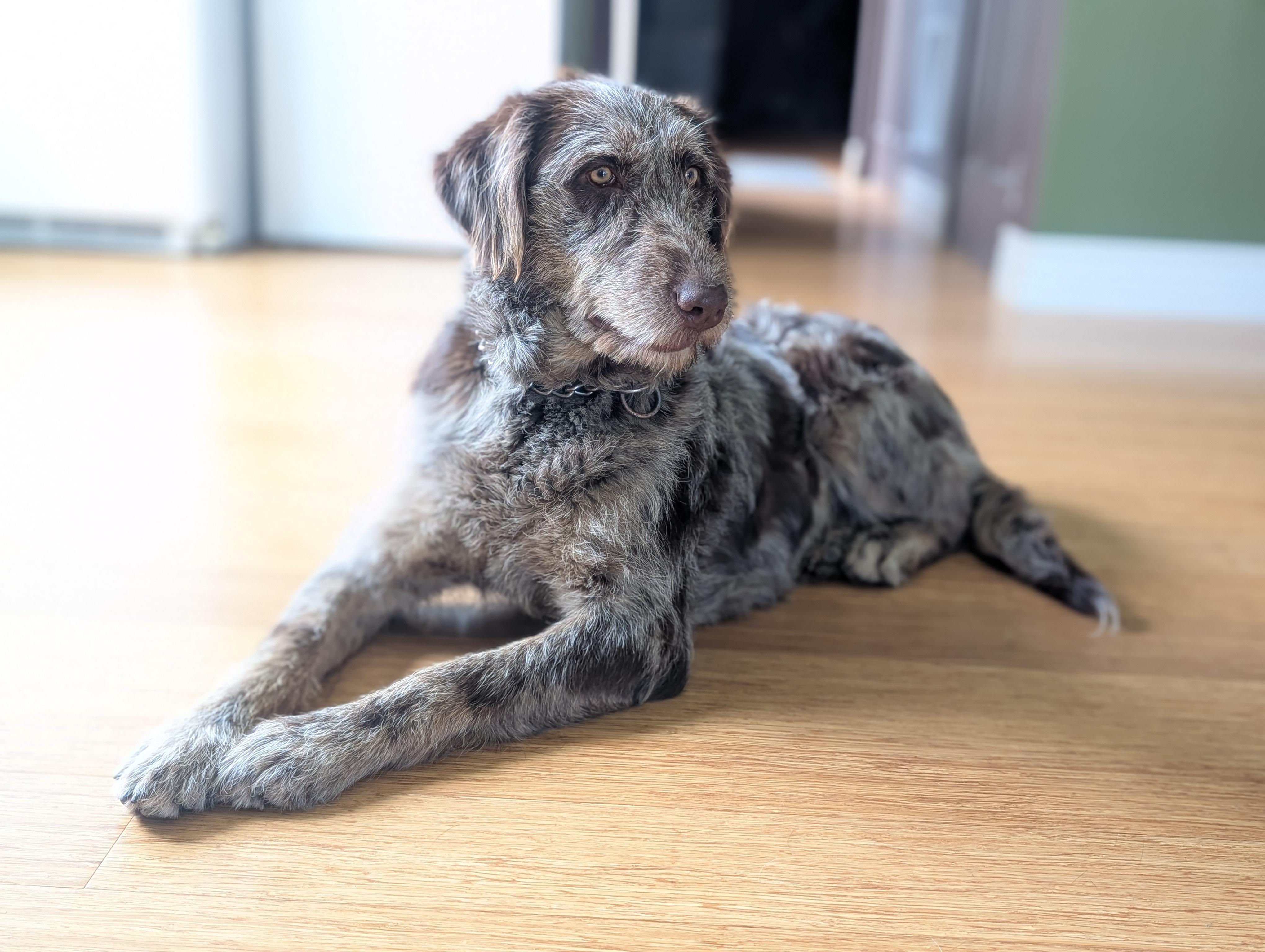Robertson's Retrievers and Doodles in Pennsylvania | Golden Retriever ...
